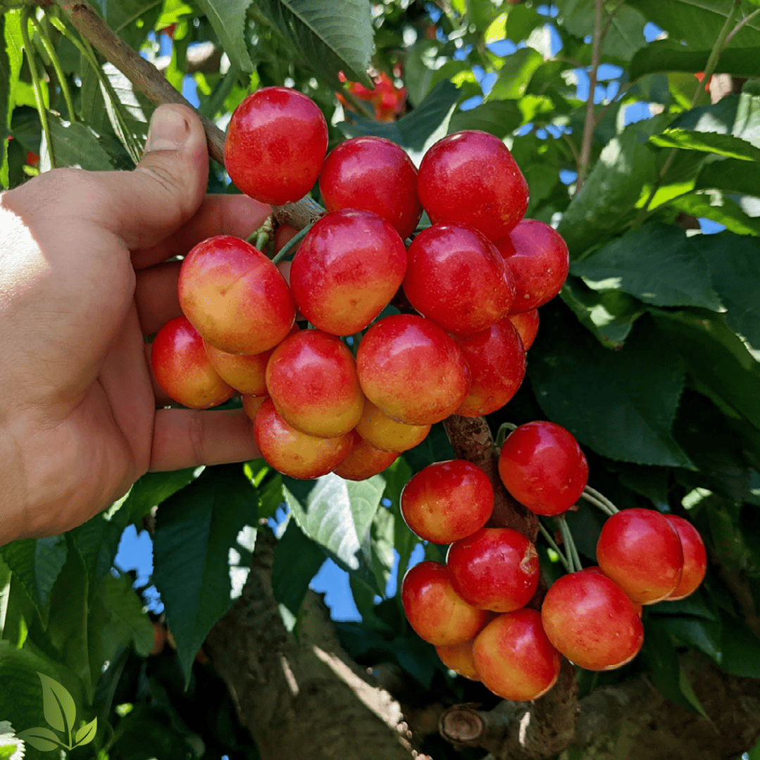 Cherry | Trials & Studies | PureCrop1